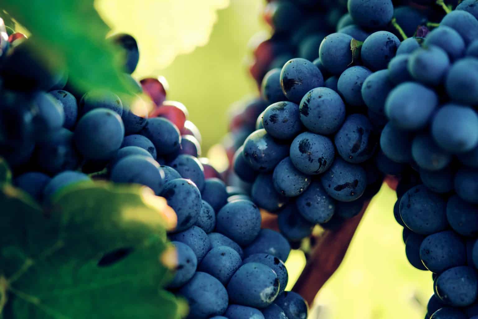 A Beginner’s Guide to Chianti Wine (2023) - WinePros
