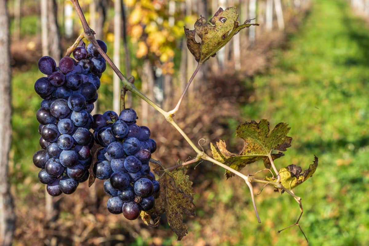 Your Essential Guide to Amarone Wine (2023) - WinePros